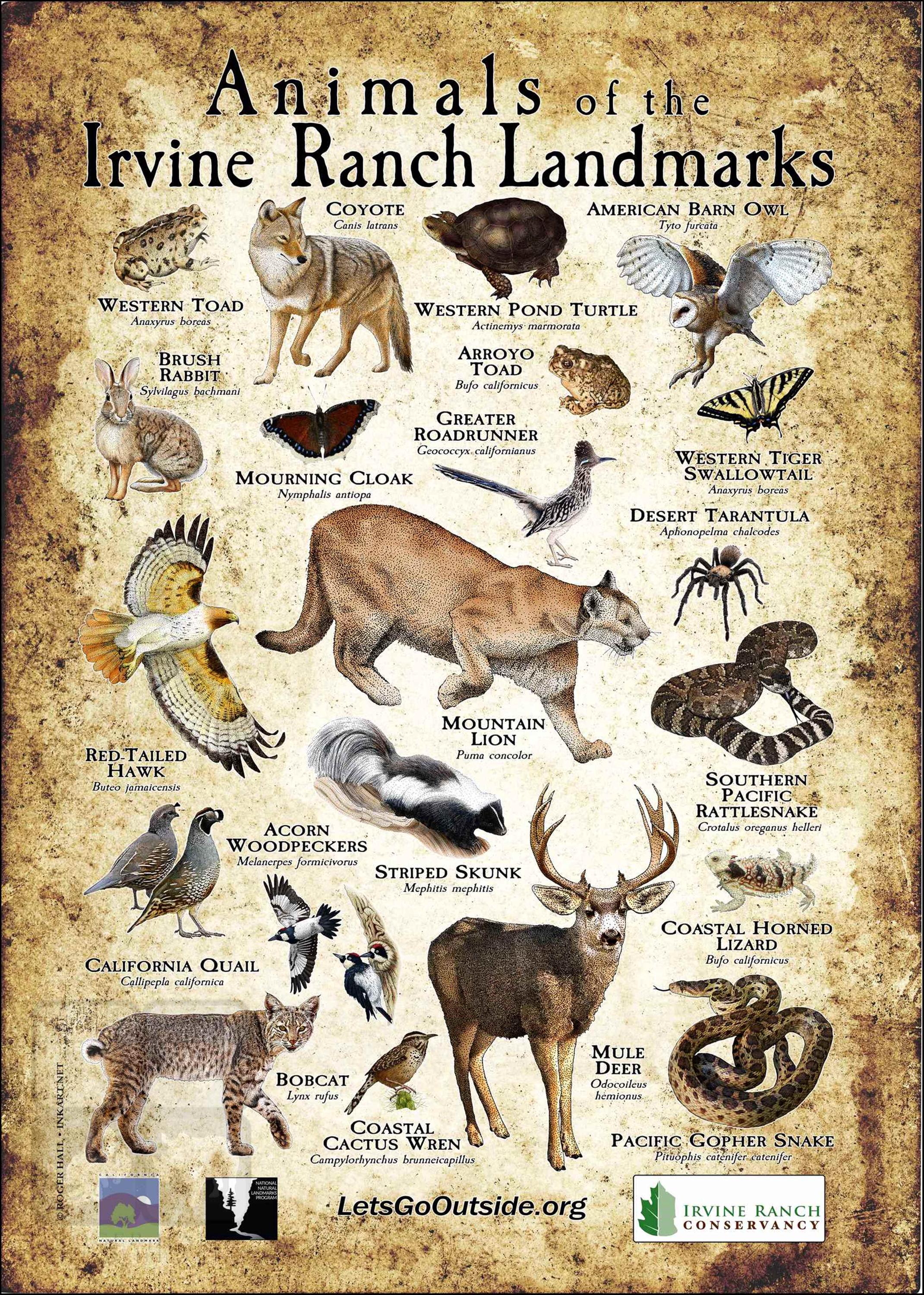 Custom Wildlife Poster - USA Region or County - Etsy