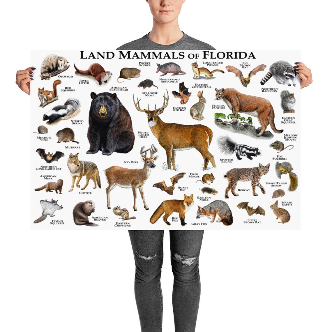 Mammals of Florida Poster Print / Florida Mammals Field Guide | Etsy Mammals of Florida Poster Print / Florida Mammals Field Guide | Etsy