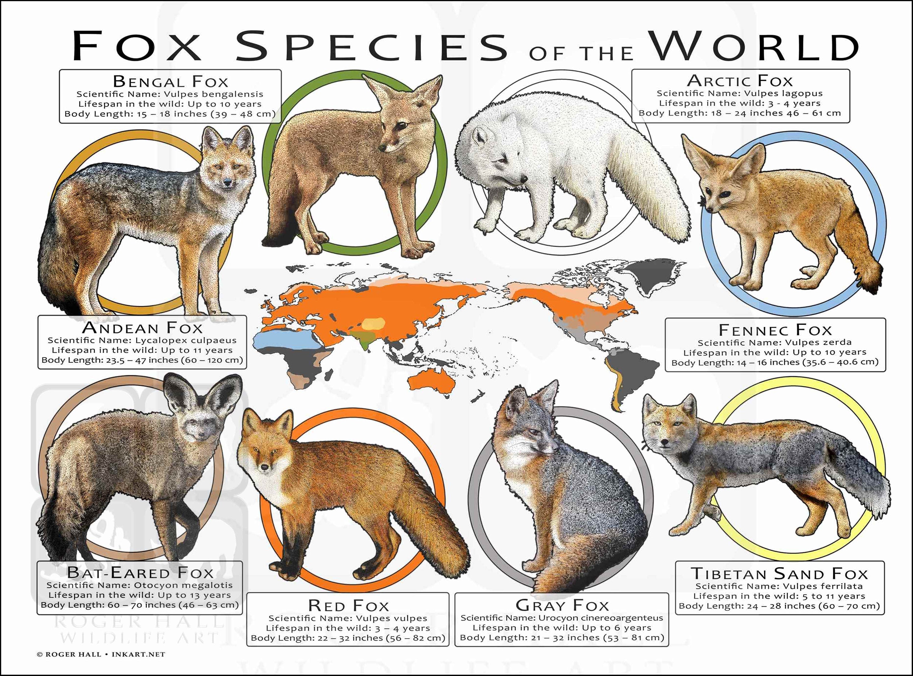 Domesticated Silver Fox National Geographic