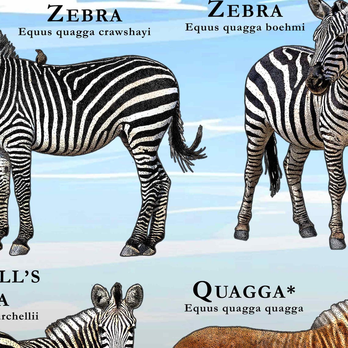 Types of Zebra Poster / Field Guide - SIGNED BY ARTIST! - Etsy