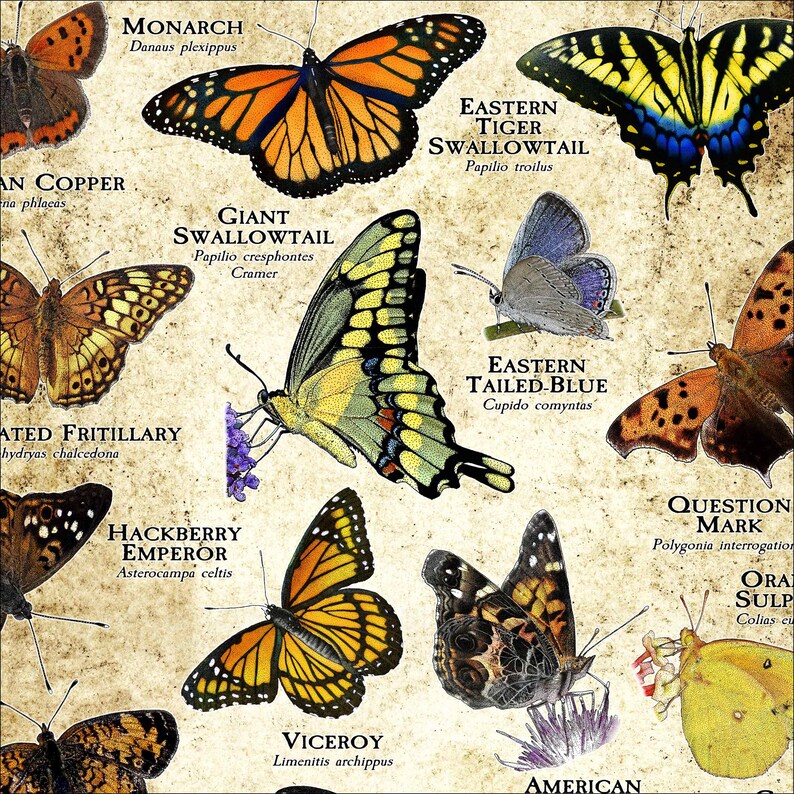 Butterflies of Minnesota Poster Print Field Guide - Etsy