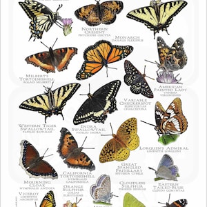 Butterflies of Washington Poster Print - Field Guide - Etsy