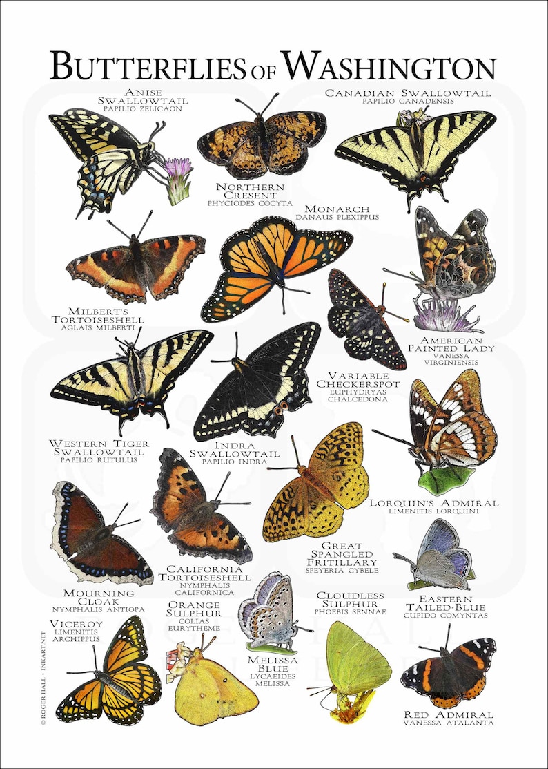 Butterflies of Washington Poster Print Field Guide - Etsy