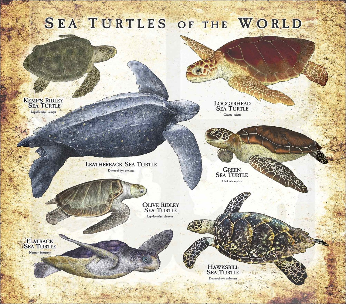 Sea Turtles of the World Poster Print | Etsy