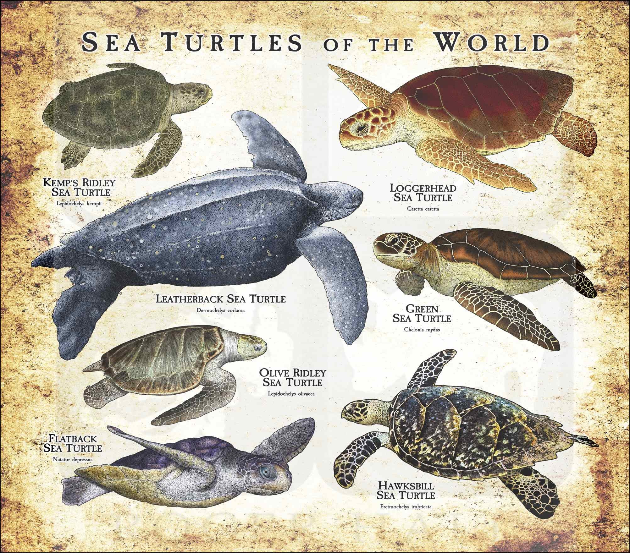 Sea Turtles of the World Poster Print - Etsy