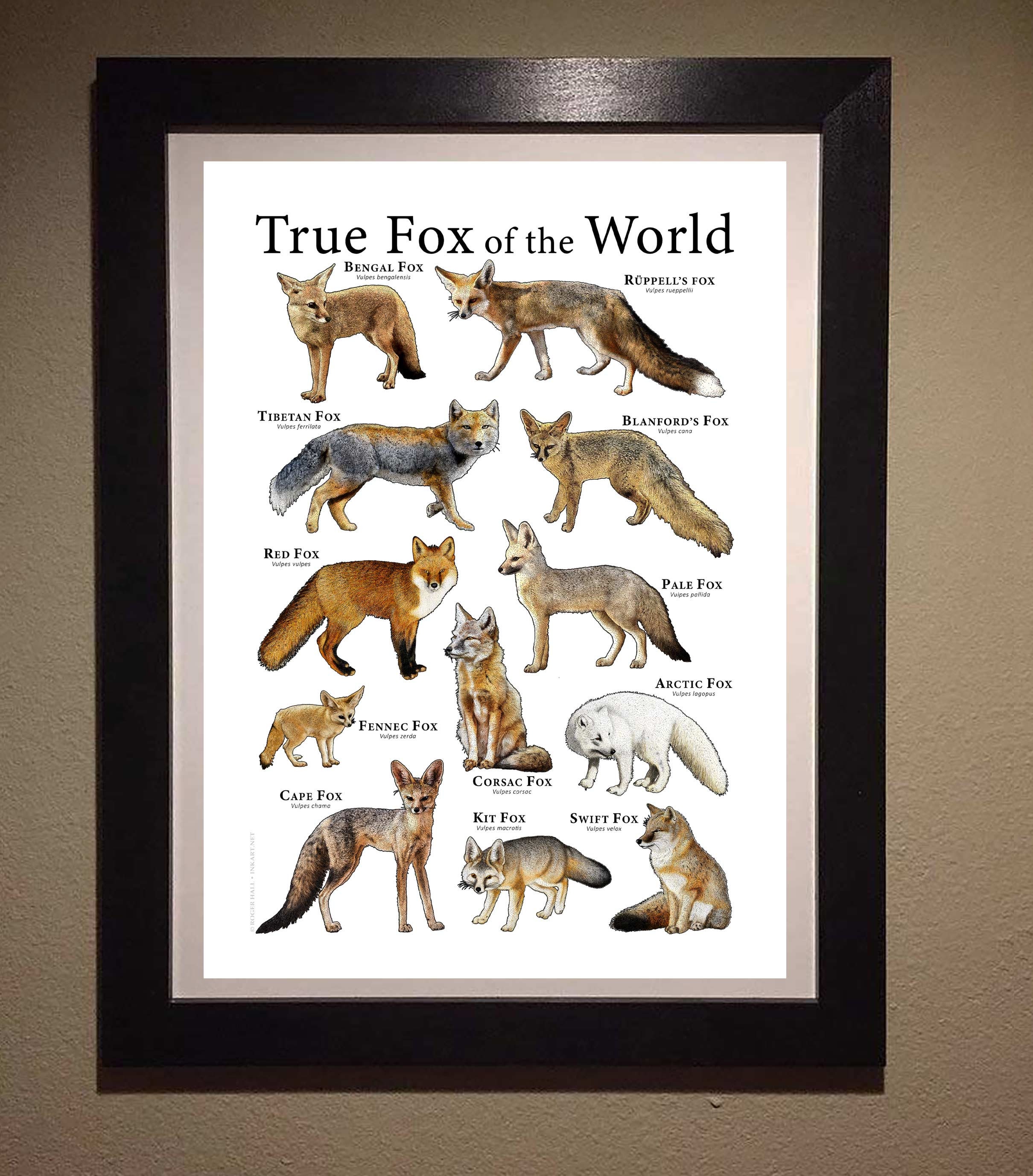 True Foxes of the World Poster Print - Etsy UK
