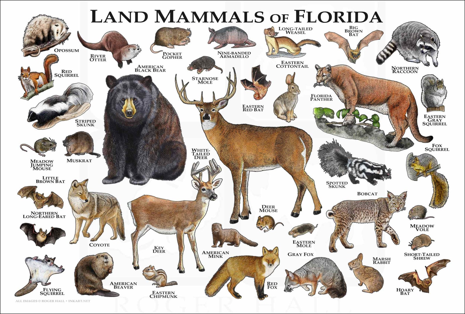 Mammals of Florida Poster Print / Florida Mammals Field Guide - Etsy