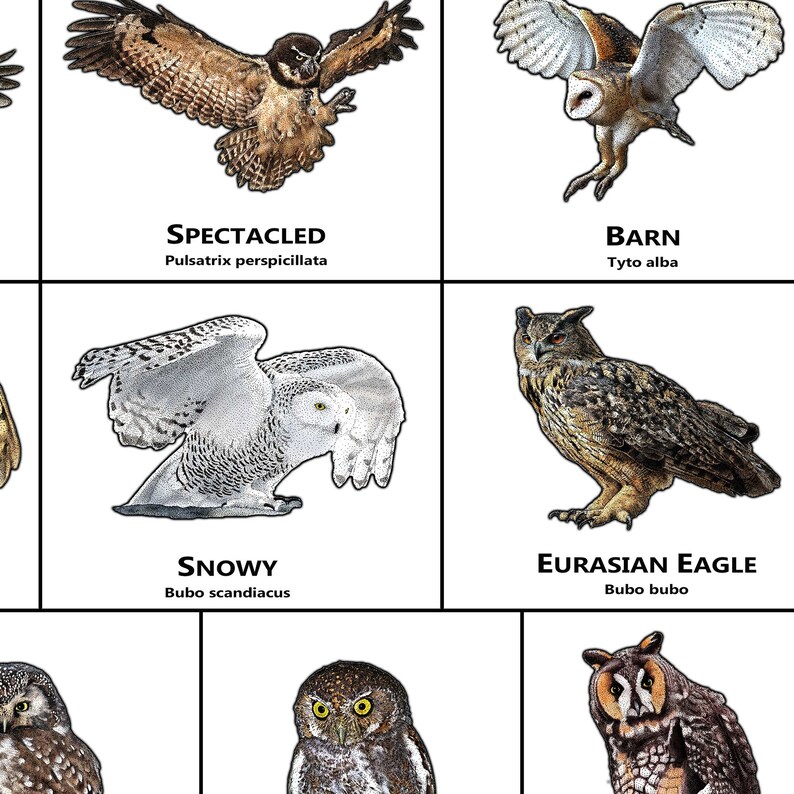 Owls of the World Art Print / Field Guide | Etsy