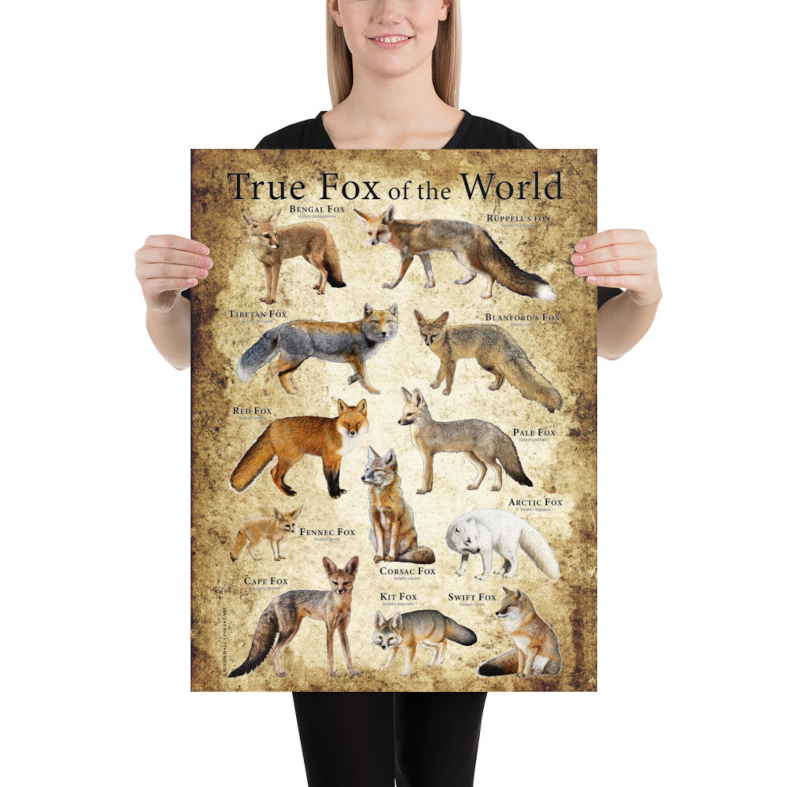 True Foxes of the World Poster Print - SIGNED BY ARTIST! - Etsy