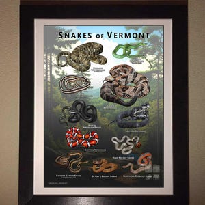 Snakes of Vermont Poster Print Field Guide - Etsy