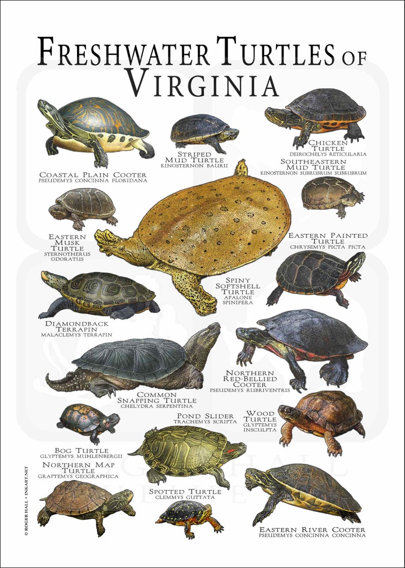 Freshwater Turtles of Viginia Poster Print Field Guide - Etsy