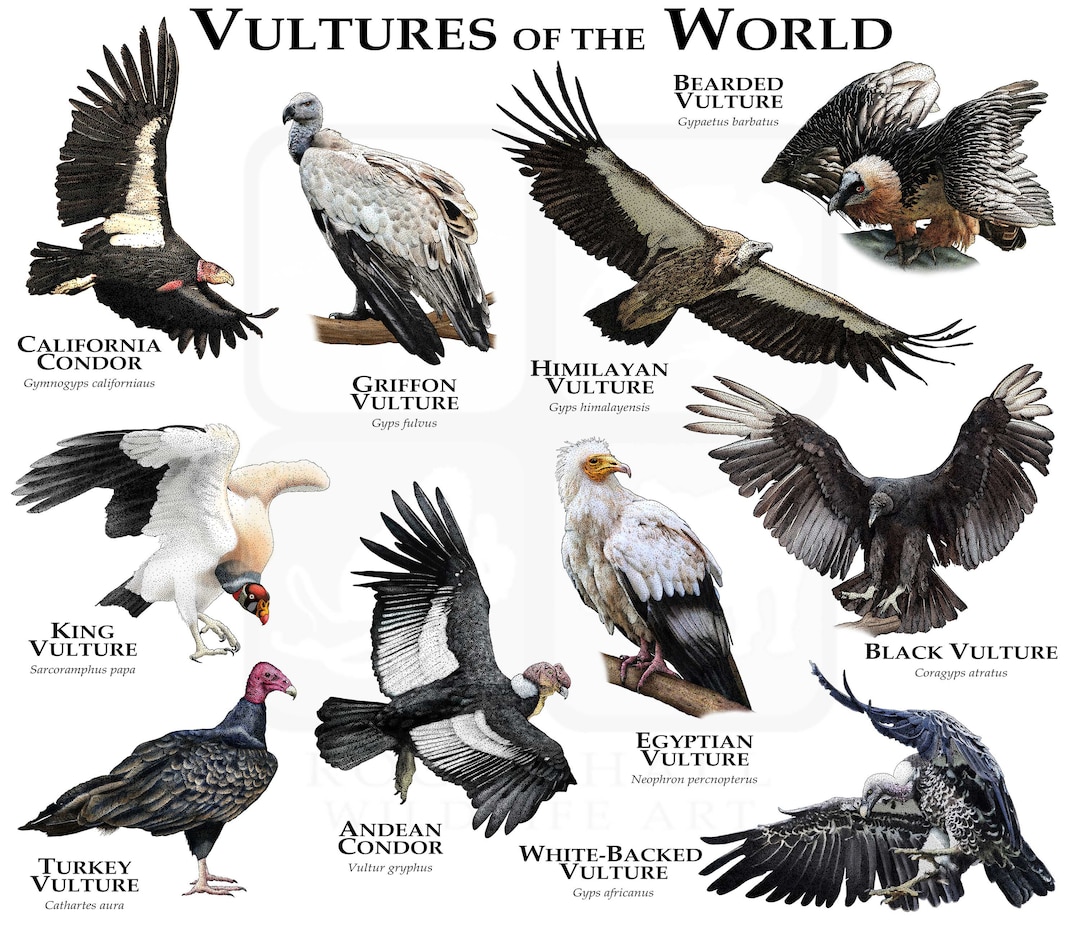 Vultures of the World Poster Print - SIGNED BY ARTIST! - Etsy