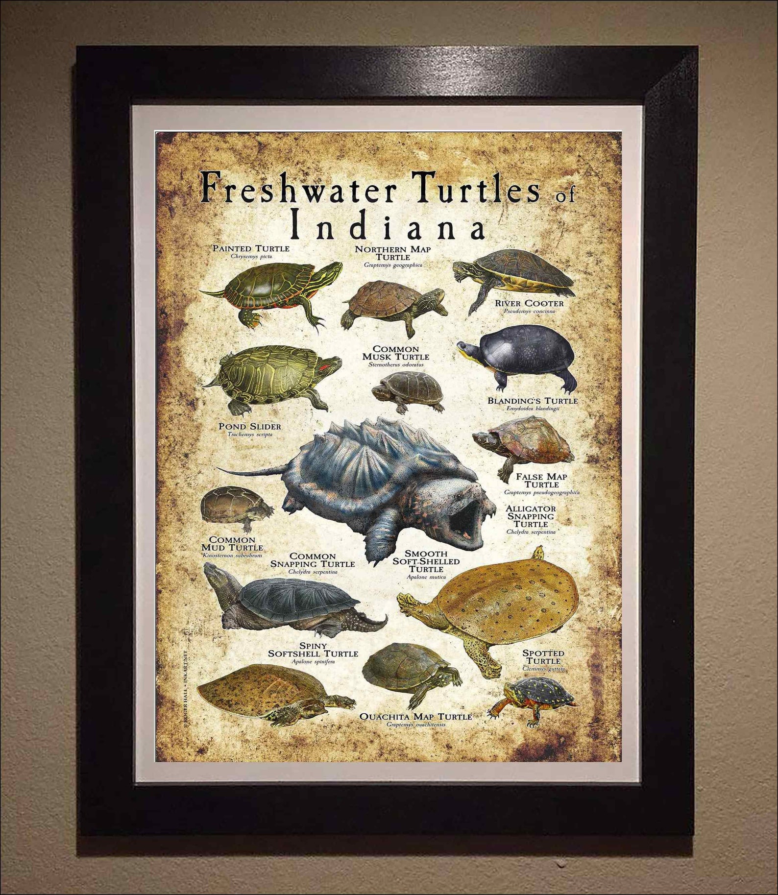 Freshwater Turtles of Indiana Poster Print Field Guide - Etsy