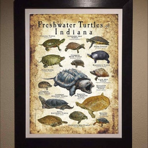 Freshwater Turtles of Indiana Poster Print/field Guide - SIGNED BY ...