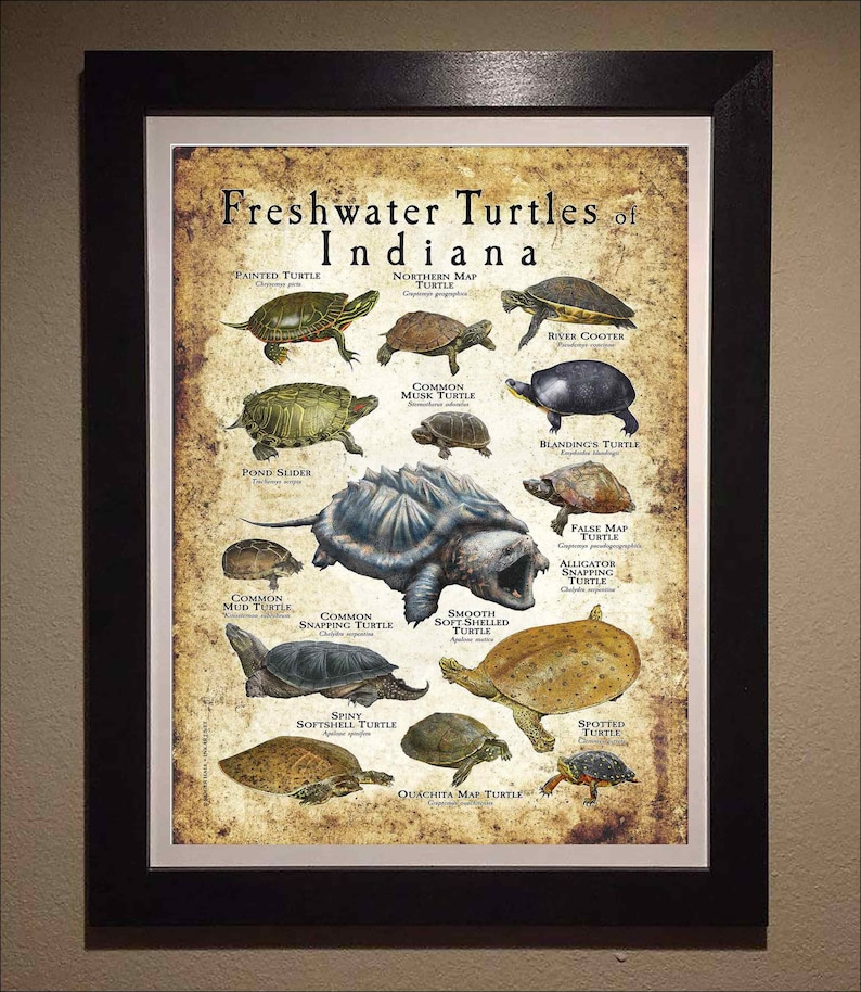Freshwater Turtles of Indiana Poster Print Field Guide - Etsy