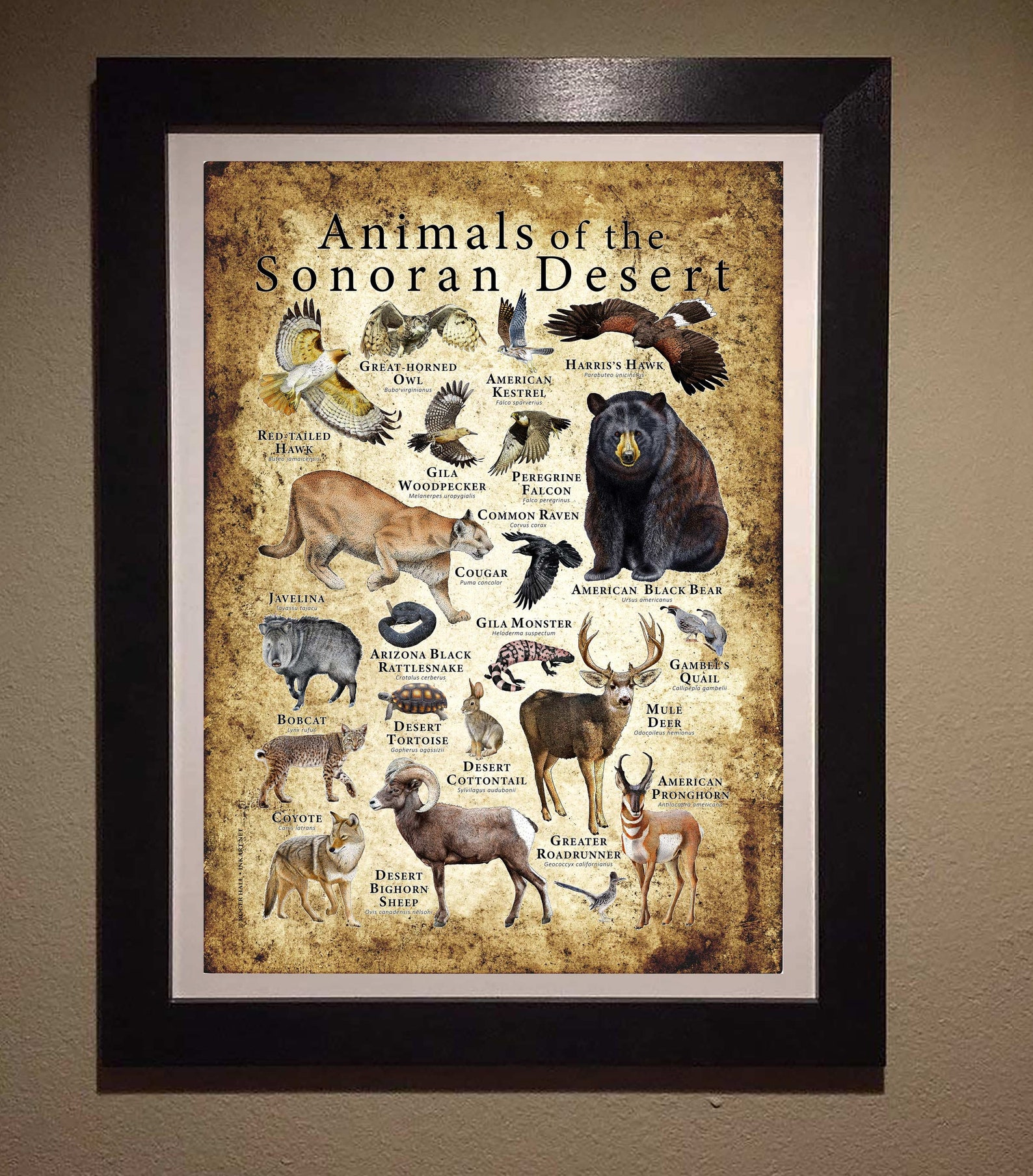 Animals of the Sonoran Desert Poster | Etsy