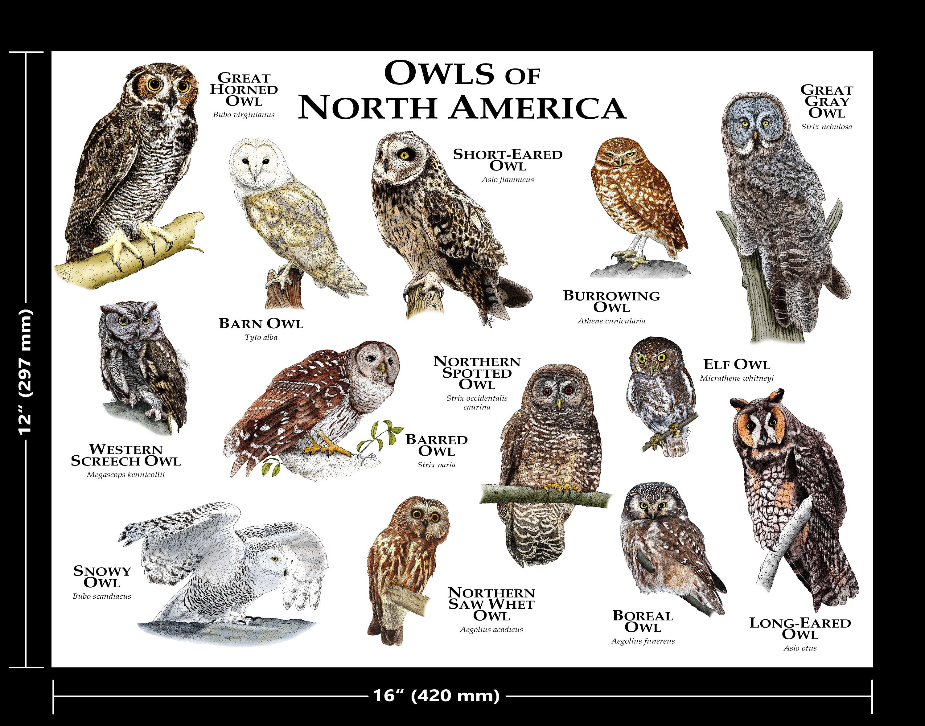 Owls of North America Poster Print - Etsy