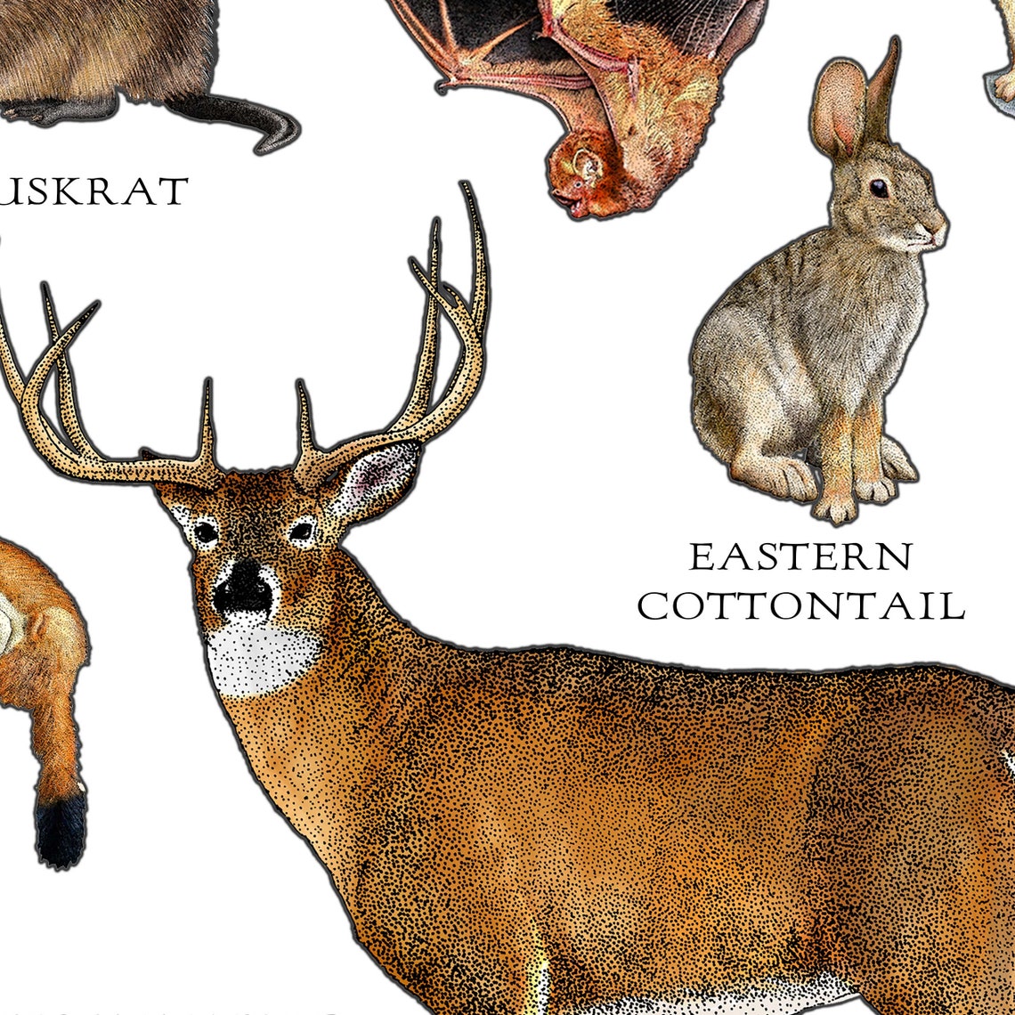 Mammals of Georgia Poster Print / Georgia Mammals Field Guide - Etsy