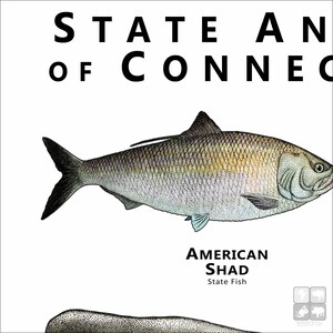 Connecticut State Animals Poster Print - Etsy