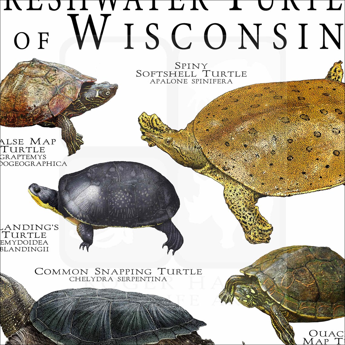 Freshwater Turtles of Wisconsin Poster Print Field Guide - Etsy