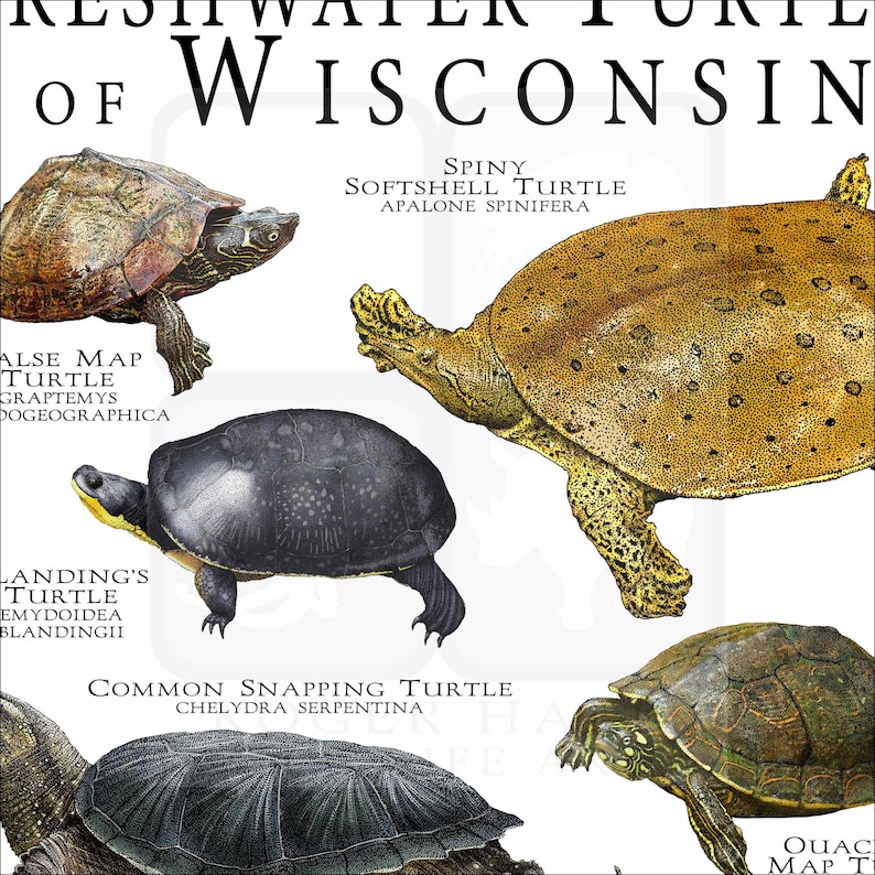 Freshwater Turtles of Wisconsin Poster Print Field Guide - Etsy