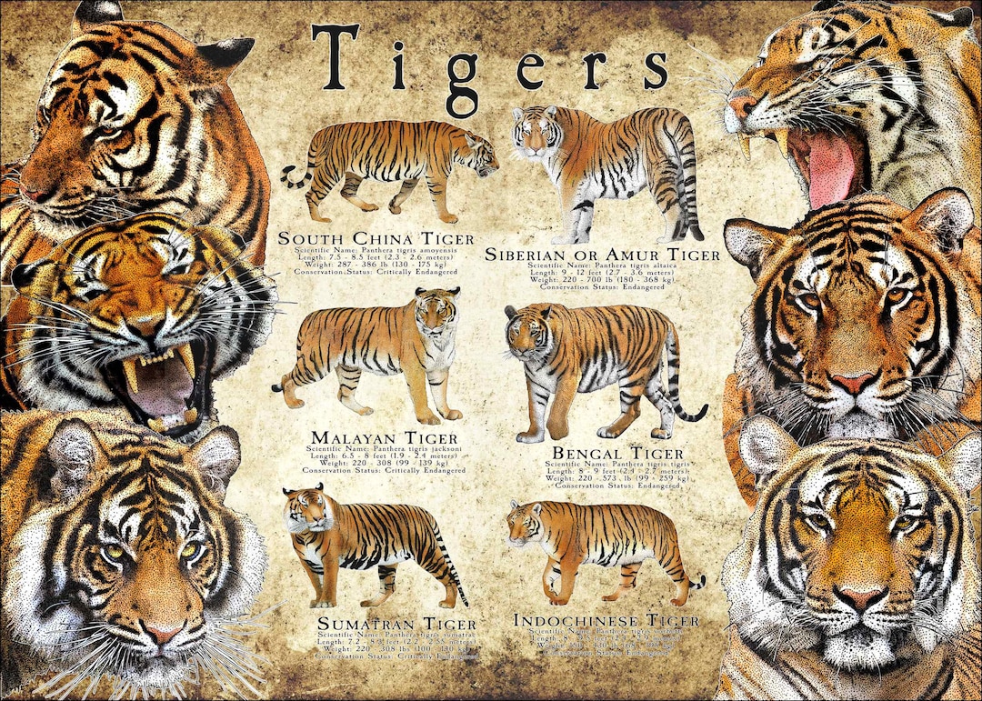 Endangered Tigers of Asia Poster - Etsy