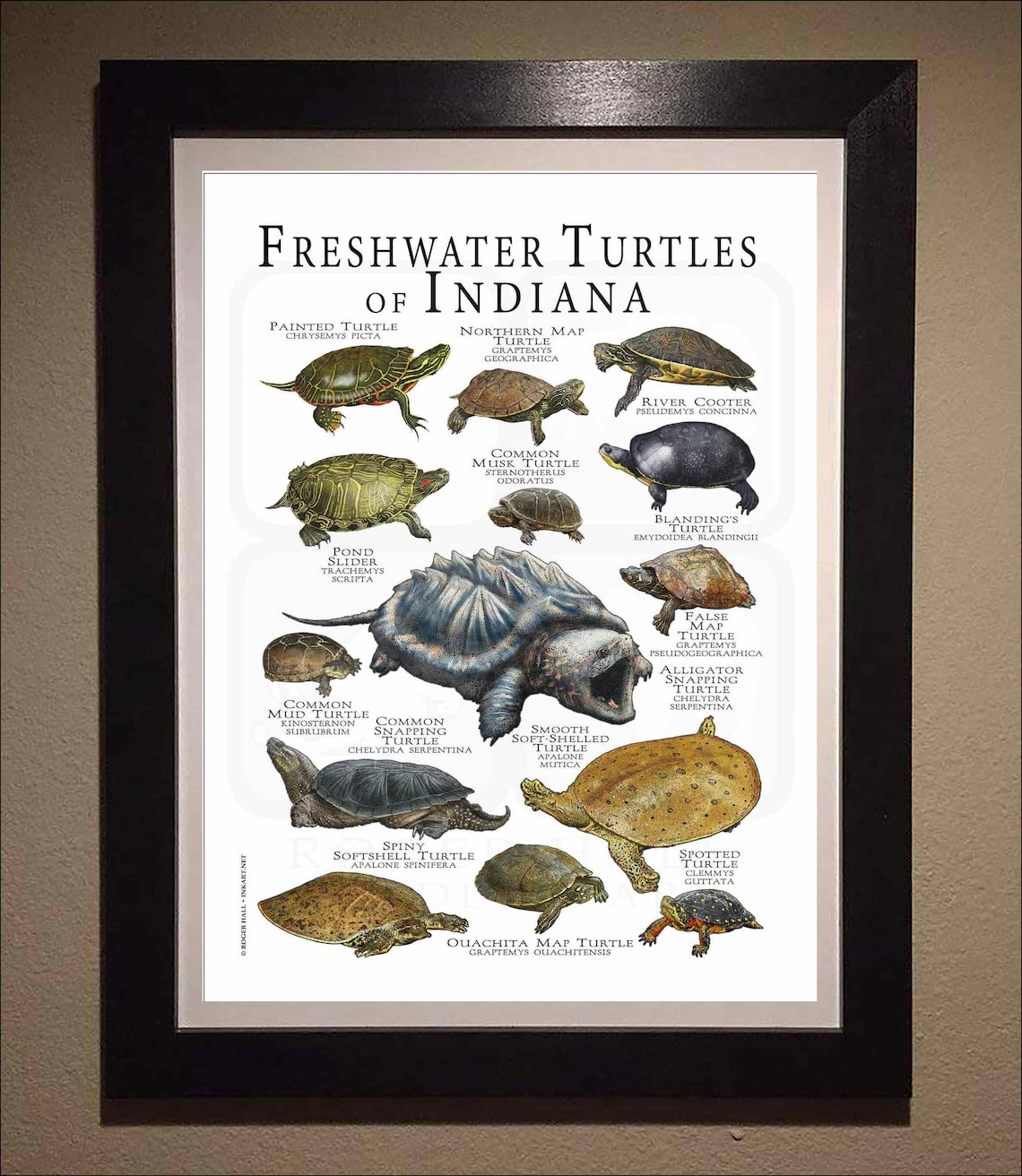 Freshwater Turtles of Indiana Poster Print Field Guide - Etsy