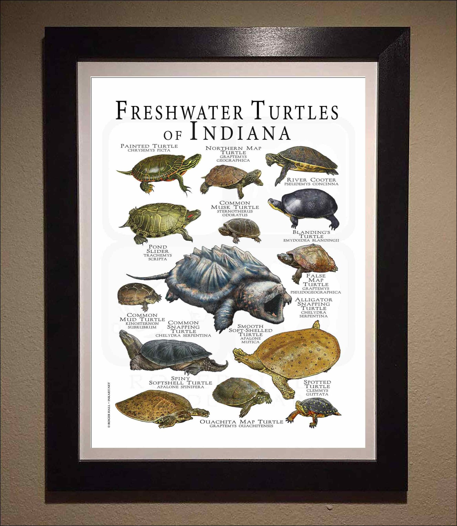 Freshwater Turtles of Indiana Poster Print Field Guide - Etsy