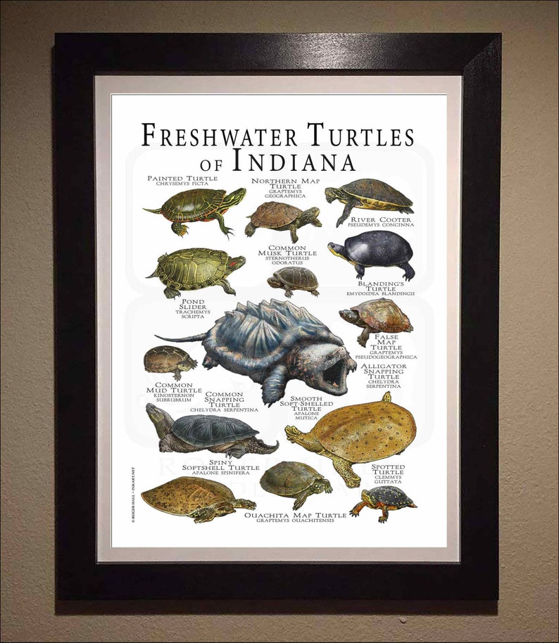 Freshwater Turtles of Indiana Poster Print Field Guide - Etsy
