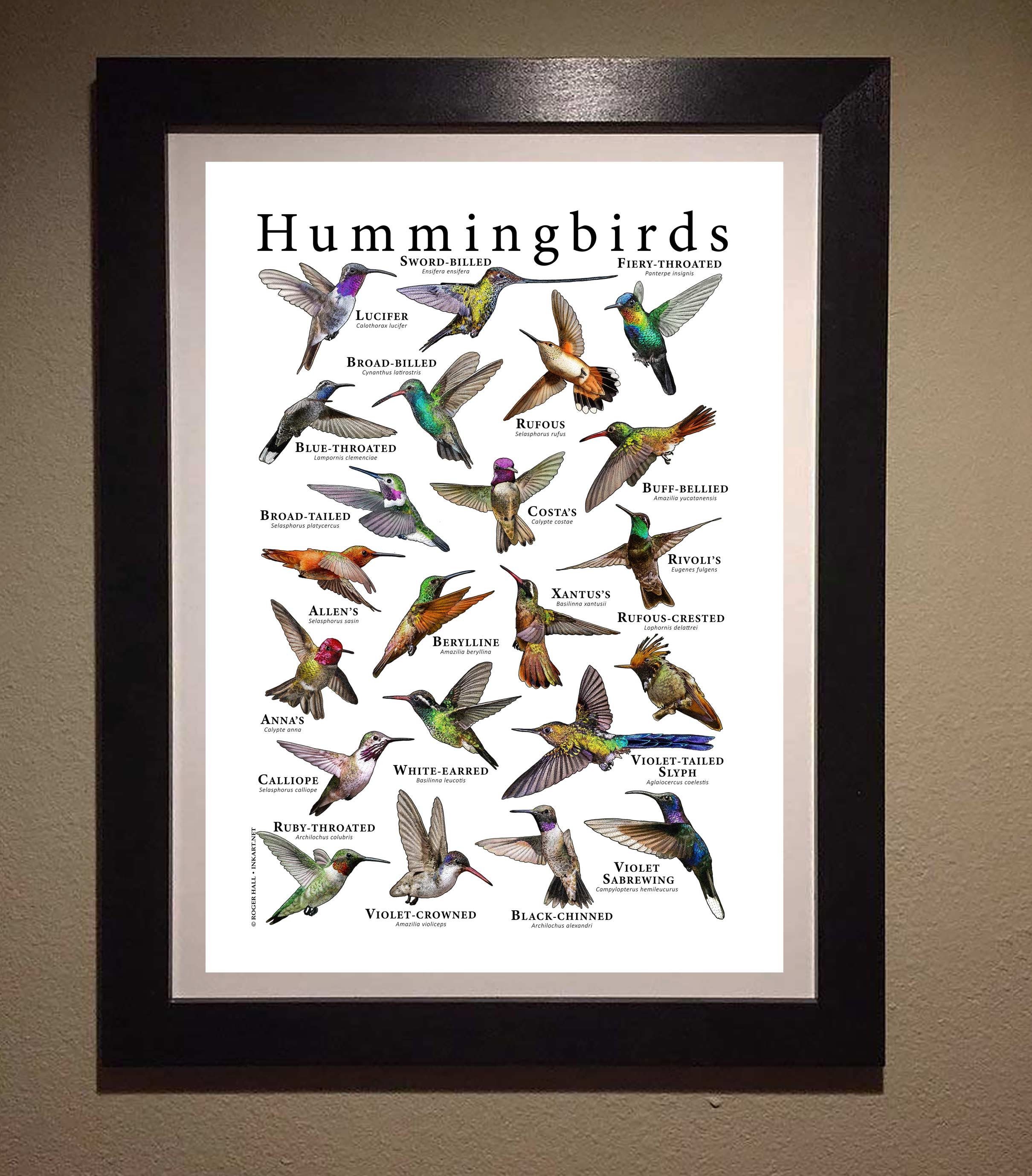 Hummingbirds of the World Poster | Etsy Canada