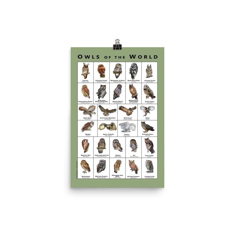 Owls of the World Art Print / Field Guide - Etsy