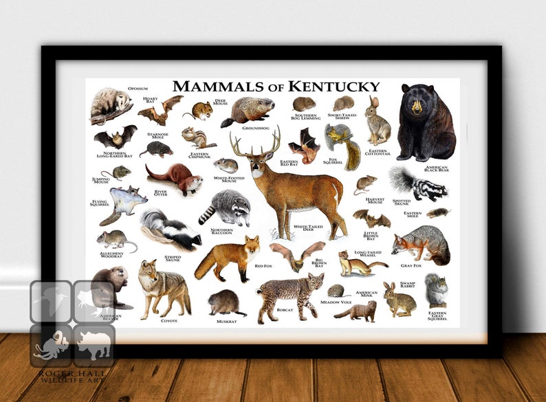 Mammals of Kentucky Poster Print / Kentucky Mammals Field | Etsy