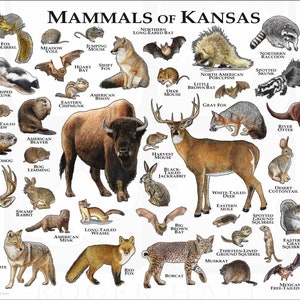Mammals of Kansas Poster Print / Kansas Mammals Field Guide / Animals ...