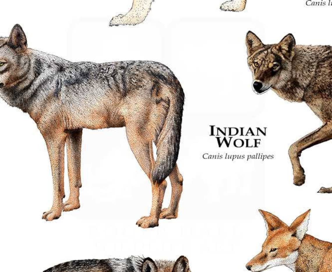 Wolves of the World Poster Print | Etsy