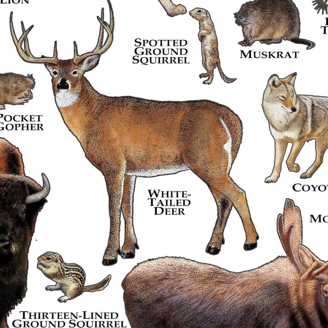 Utah Mammals Poster Print: Signed Wildlife Art Field Guide - Etsy