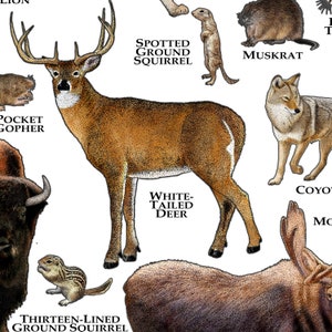 Utah Mammals Poster Print: Signed Wildlife Art Field Guide - Etsy