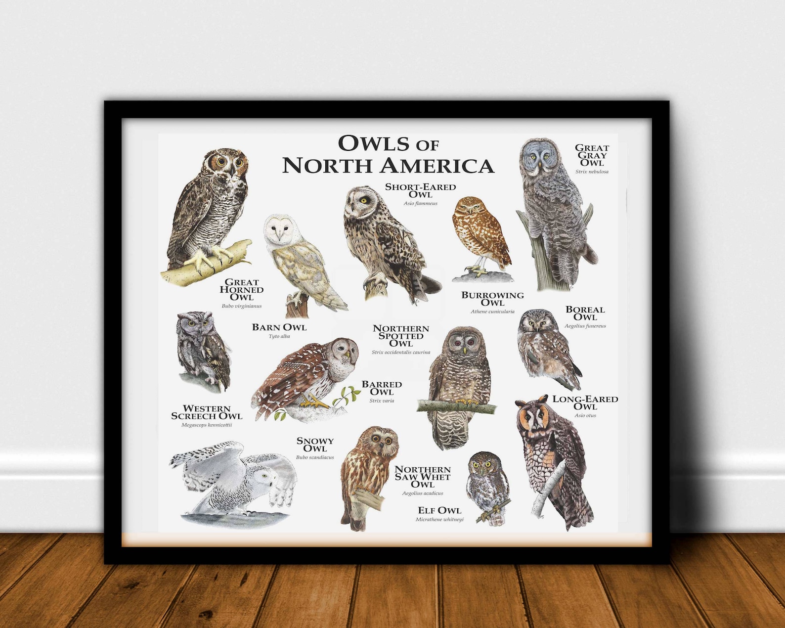 Owls of North America Poster Print - Etsy Canada