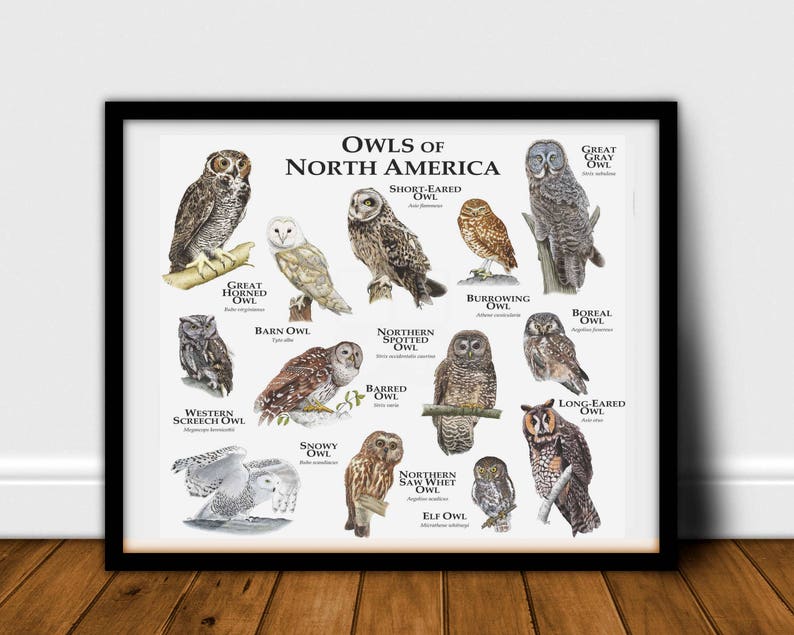 Owls of North America Poster Print | Etsy Canada