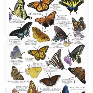 Butterflies of Pennsylvania Poster Print Field Guide - Etsy