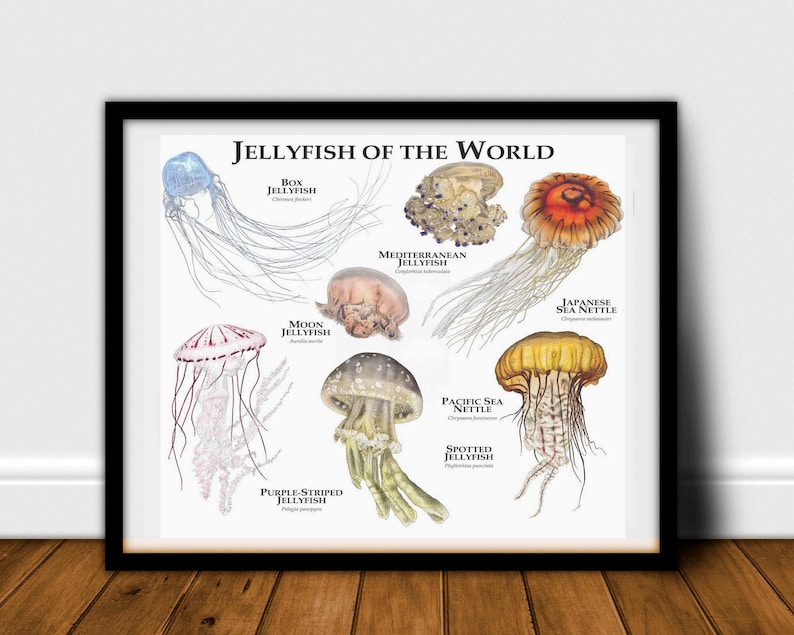 Jellyfish of the World Poster Print - SIGNED BY ARTIST! - Etsy UK