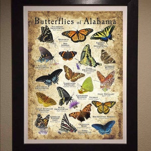 Butterflies of Alabama Poster Print Field Guide - Etsy