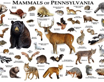 Mammals of Indiana Poster Print / Indiana Mammals Field Guide | Etsy