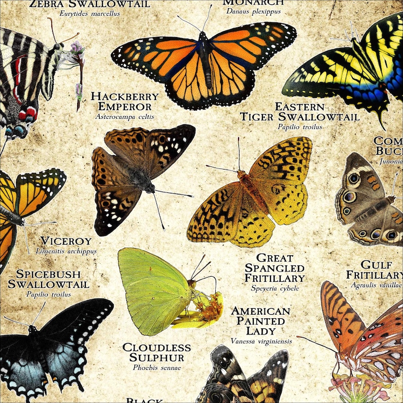 Butterflies of Tennessee Poster Print - Field Guide - Etsy
