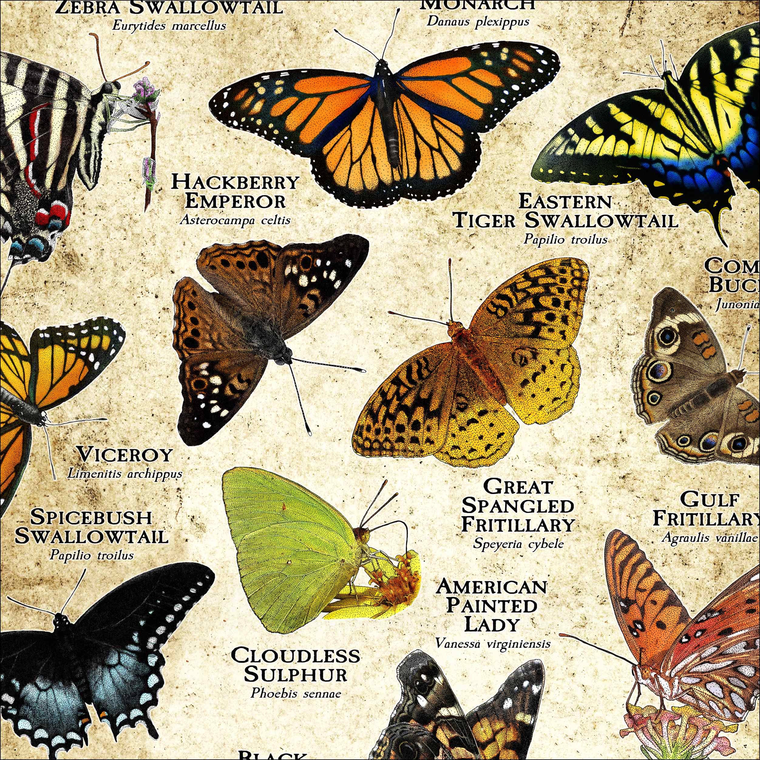 Butterflies of Tennessee Poster Print - Field Guide - Etsy
