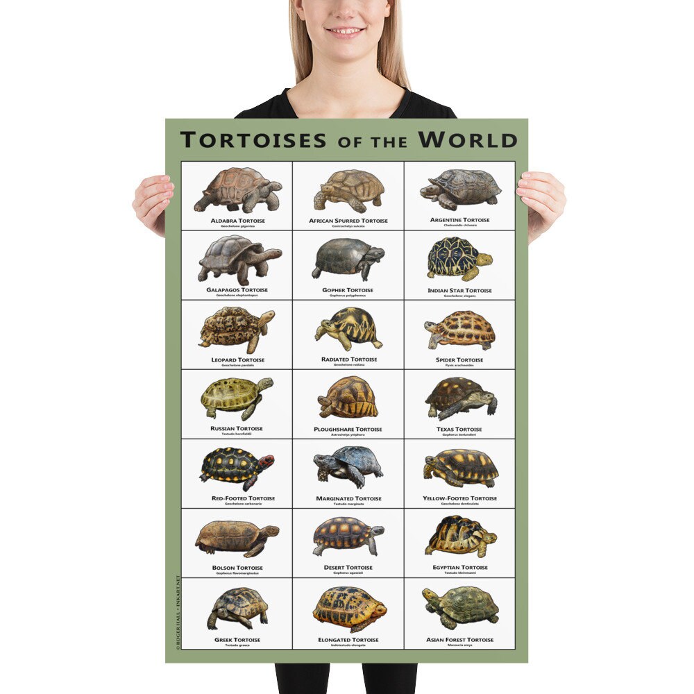Tortoises of the World Art Print / Field Guide | Etsy