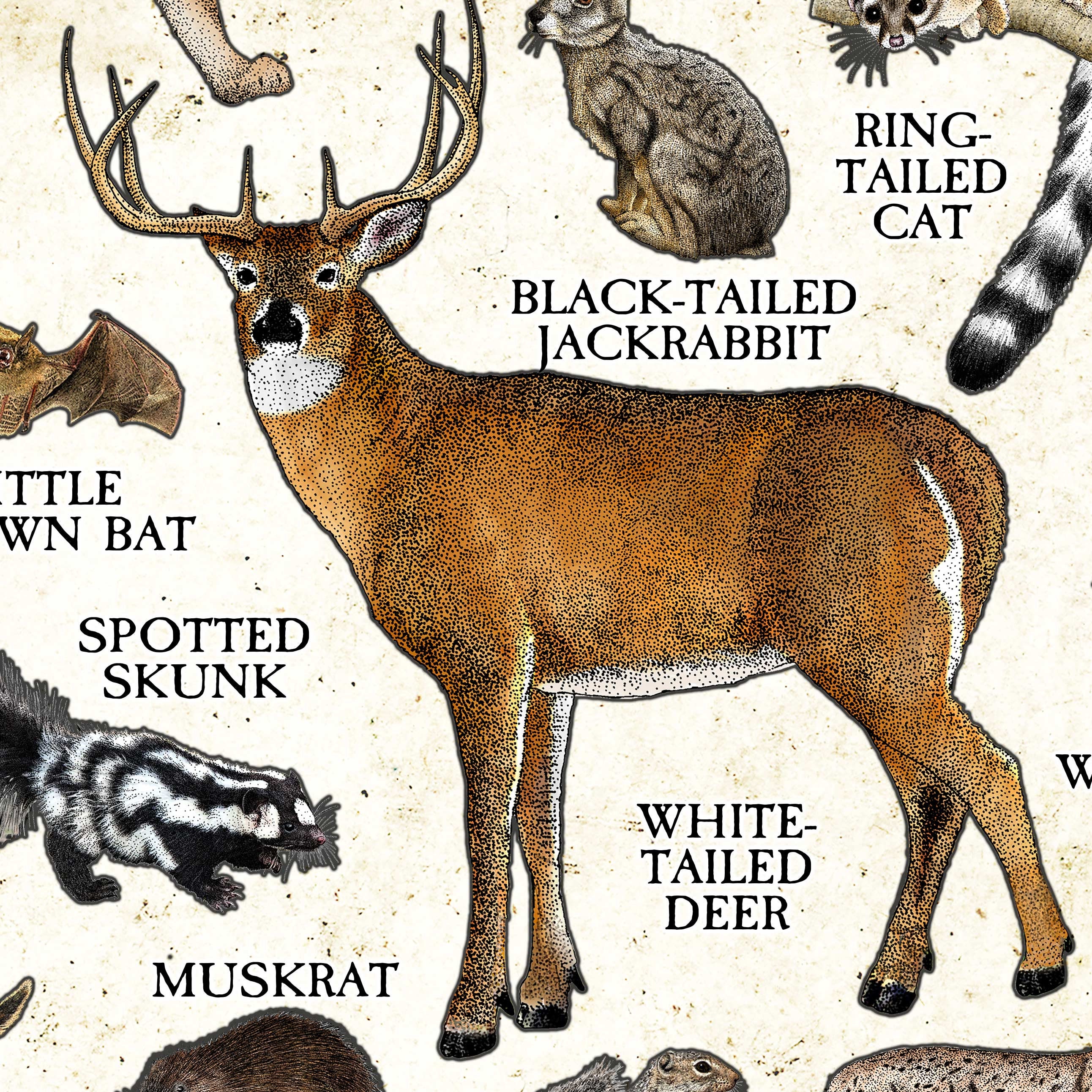 Colorado Mammals Poster Print: Signed Wildlife Art Field Guide - Etsy