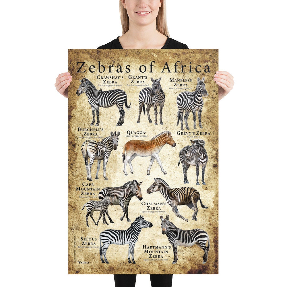 Zebras of Africa Poster / Field Guide | Etsy