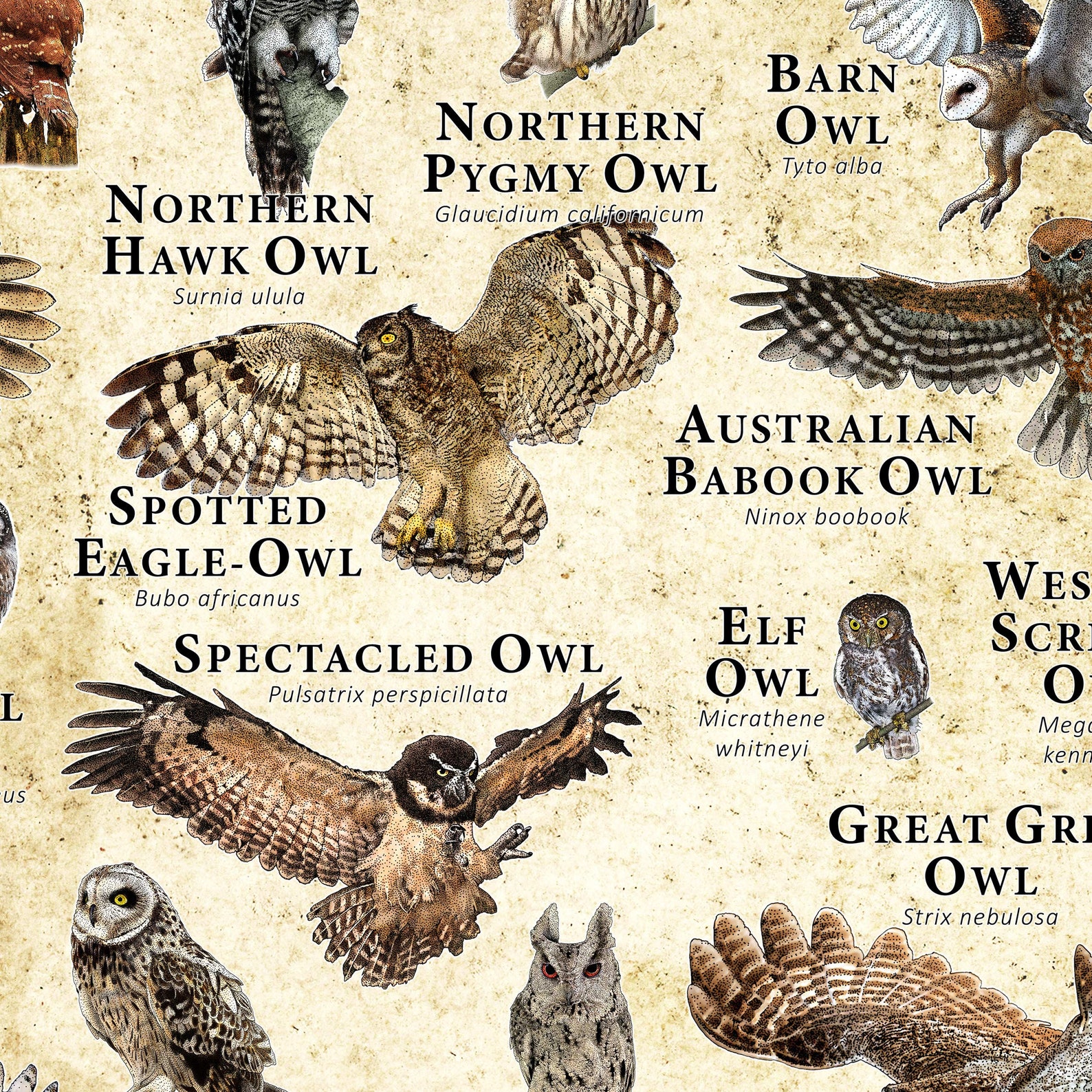 Owls of the World Poster Print - Etsy UK