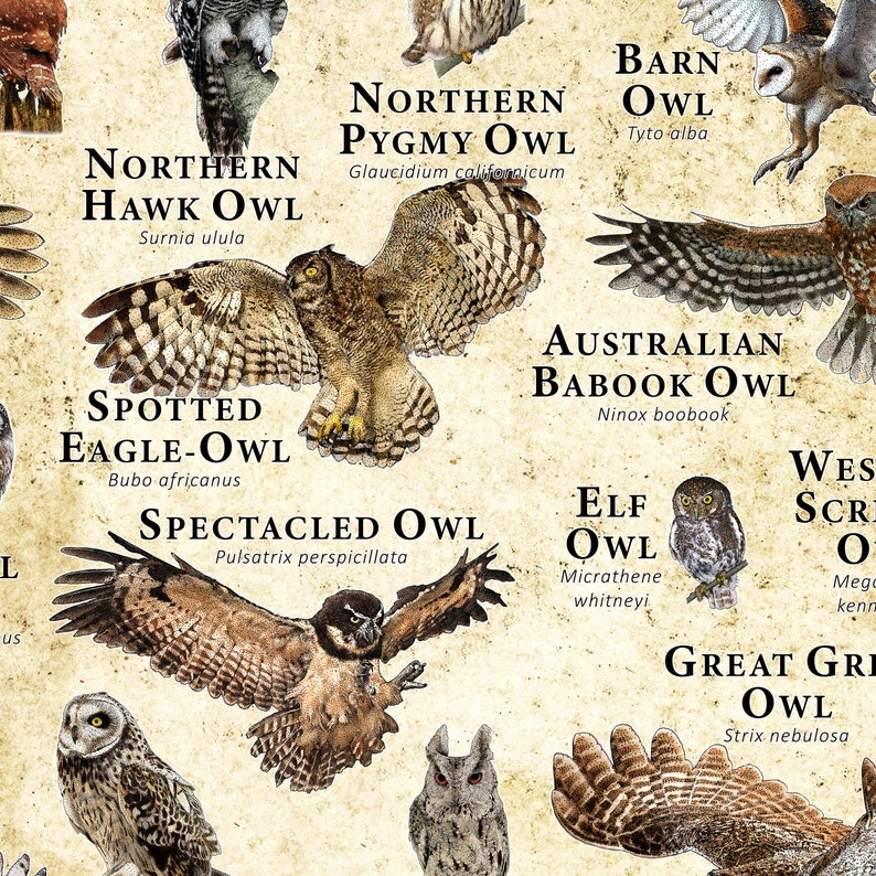 Owls of the World Poster Print | Etsy
