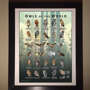 Owls of the World Art Print / Field Guide - SIGNED BY ARTIST - Etsy